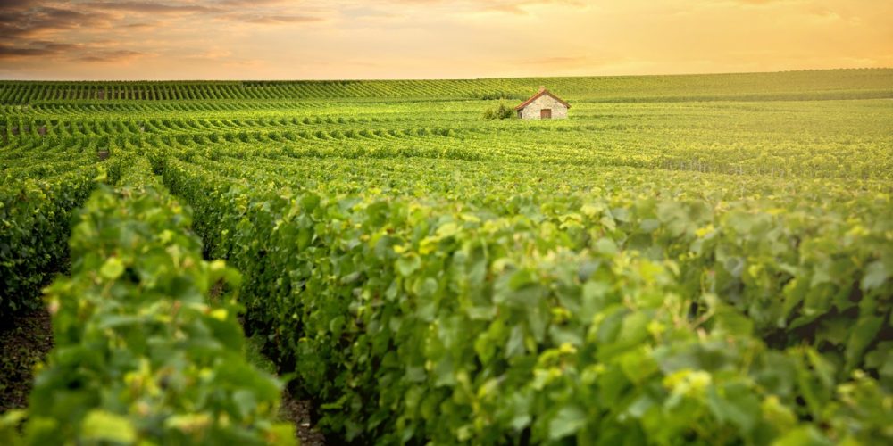 Camping in the bubbles on the Champagne route - What to see in France ...