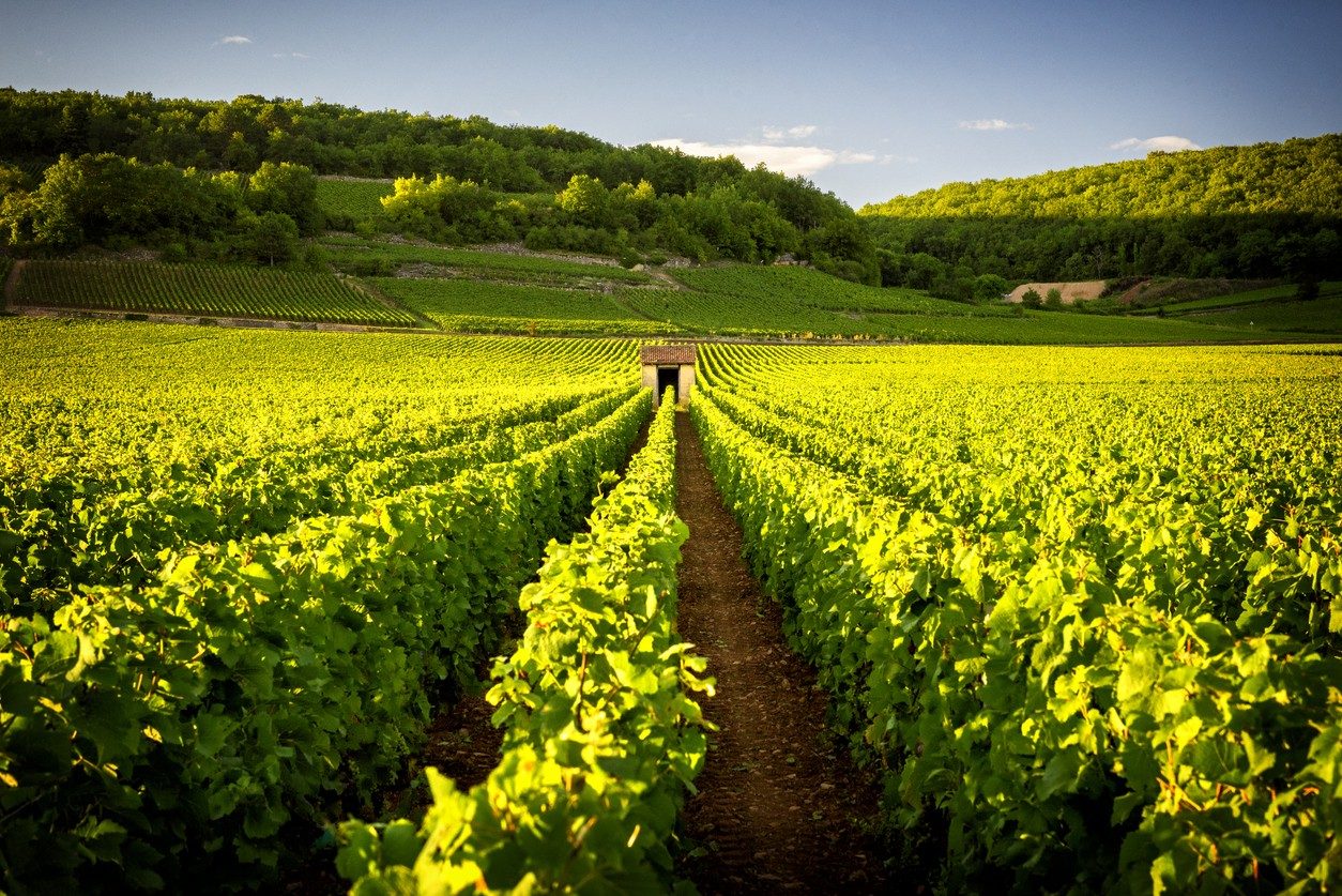 The Burgundy wine route, camping on a prestigious wine heritage - What ...