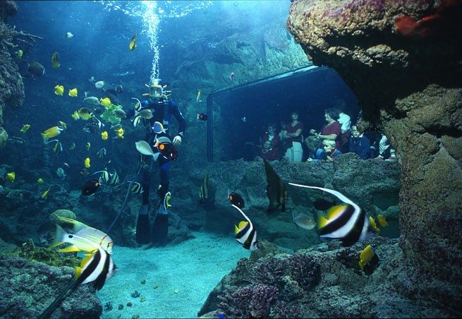 Océanopolis, in Brest - What to see in France - CampingFrance.com